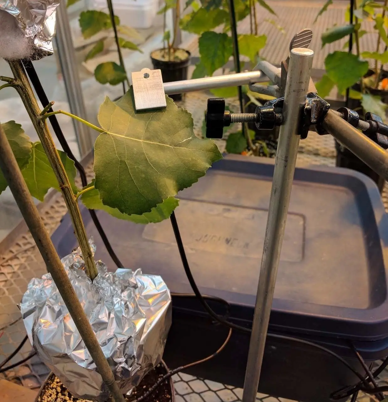 Green Spectrum Technology Pvt. Ltd. | Plant Science, Environmental ...